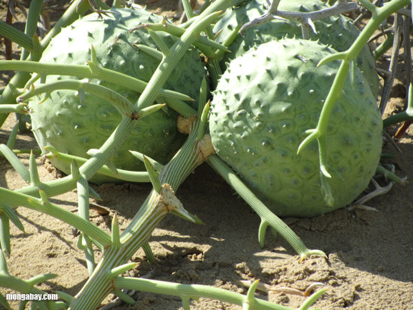 Vine fruit in Namibia