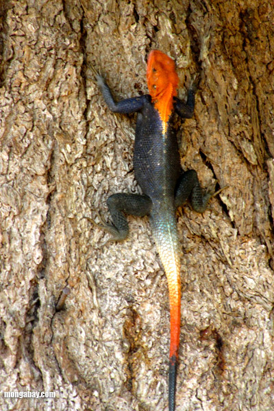 Orange Headed Agamid lizard in São Tomé and Príncipe