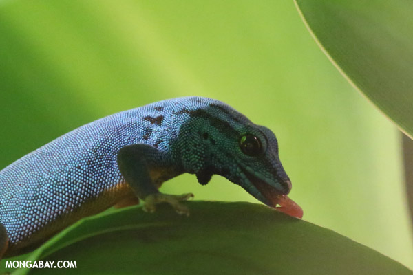 herps_1687