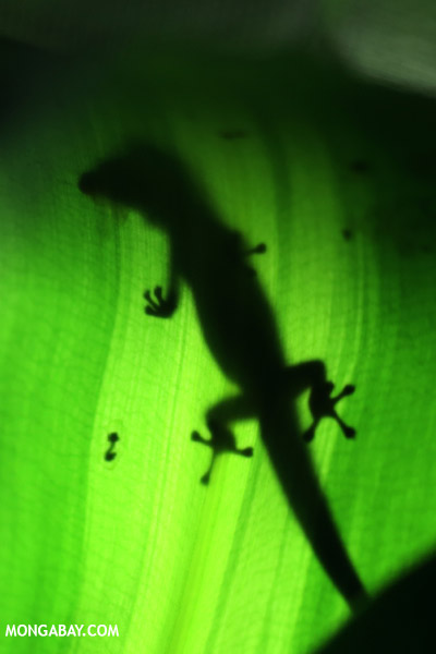 Gecko shadow