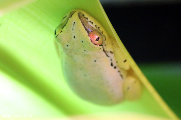 Picture: Powder Blue Reed Frog