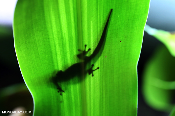 Picture: Gecko shadow