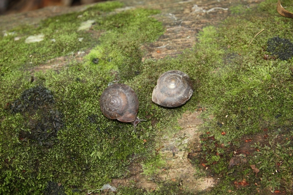 Picture: Land snails in moist lowland rainforest, West Papua